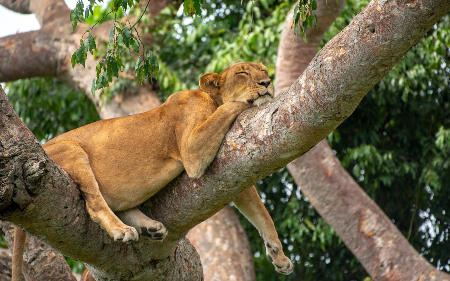 Uganda Short Safaris